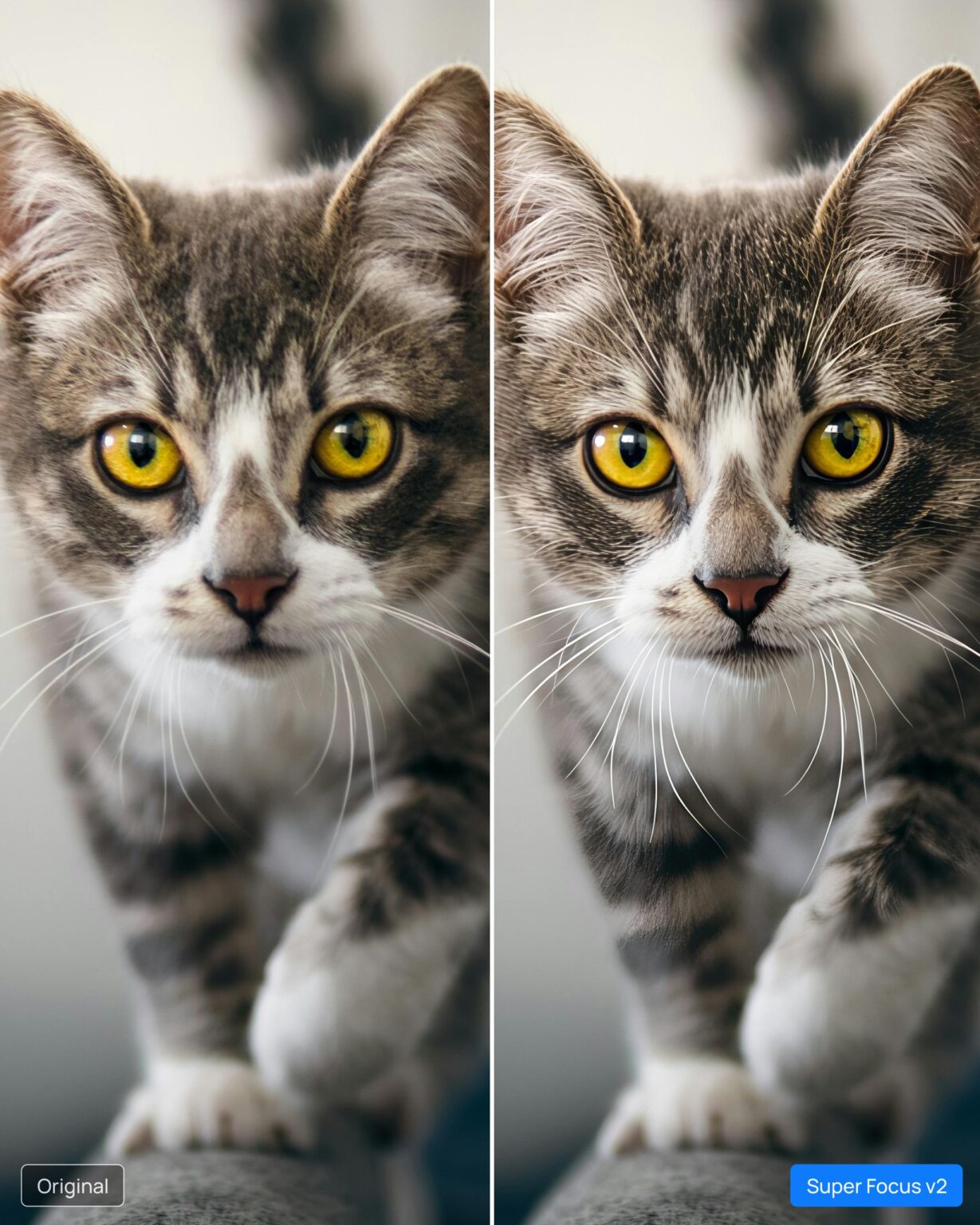 Topaz Photo AI v3.6.0 released: refocus blurry photos 500% faster - Photo Rumors